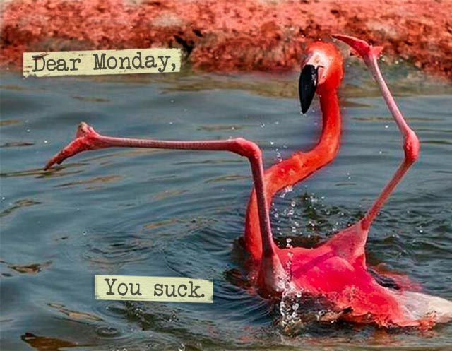 37 Funny Memes & Pics, Oh Yes, You Will Laugh | Team Jimmy Joe